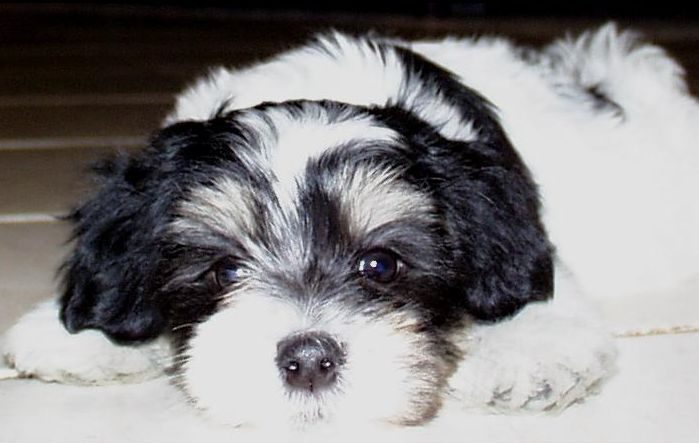 Havacasa Havanese – 480-892-1346